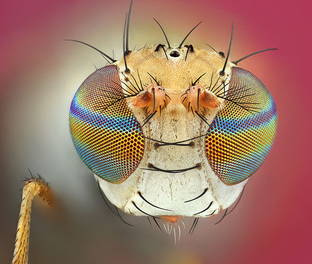 30+ Stunning Extreme Macro Photography Shots by Gold Medalist AlHabshi