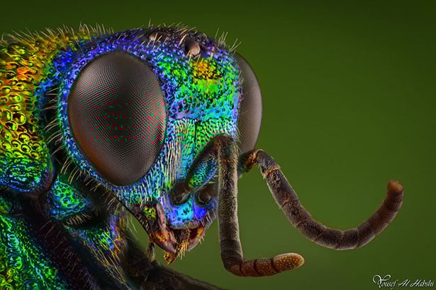 30+ Stunning Extreme Macro Photography Shots by Gold Medalist AlHabshi ...