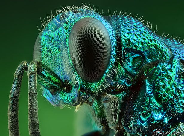 30+ Stunning Extreme Macro Photography Shots by Gold Medalist AlHabshi