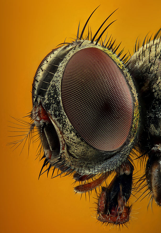 30+ Stunning Extreme Macro Photography Shots by Gold Medalist AlHabshi