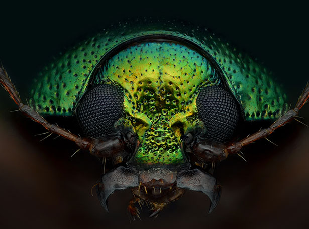 30+ Stunning Extreme Macro Photography Shots by Gold Medalist AlHabshi