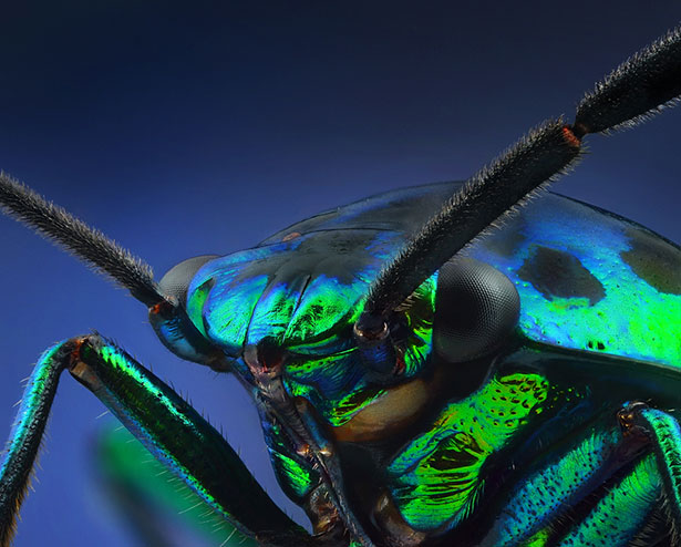 30+ Stunning Extreme Macro Photography Shots by Gold Medalist AlHabshi