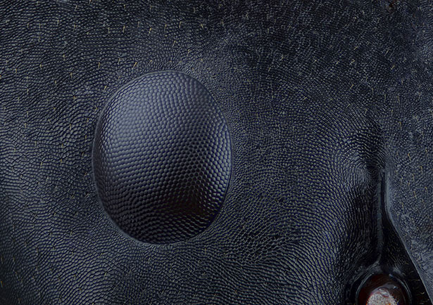 30+ Stunning Extreme Macro Photography Shots by Gold Medalist AlHabshi