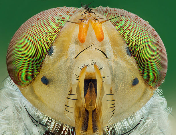 30+ Stunning Extreme Macro Photography Shots by Gold Medalist AlHabshi