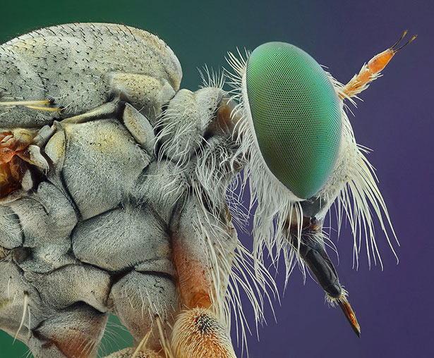 30+ Stunning Extreme Macro Photography Shots by Gold Medalist AlHabshi