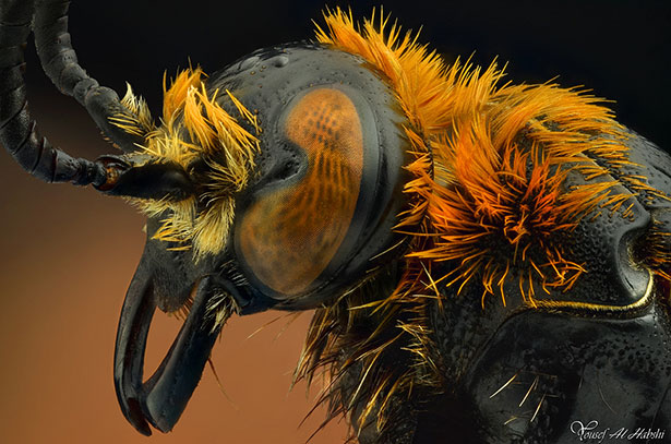 30+ Stunning Extreme Macro Photography Shots by Gold Medalist AlHabshi