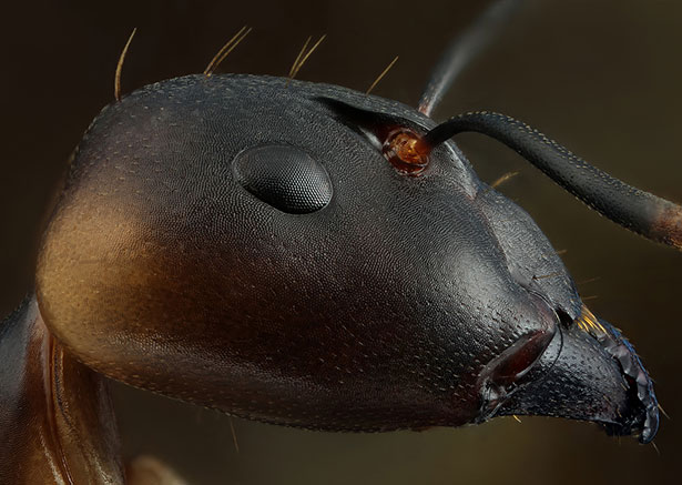 30+ Stunning Extreme Macro Photography Shots by Gold Medalist AlHabshi