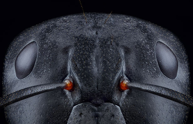 30+ Stunning Extreme Macro Photography Shots by Gold Medalist AlHabshi