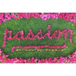 50+ Inspiring Food / Object Lettering Projects by Becca Clason