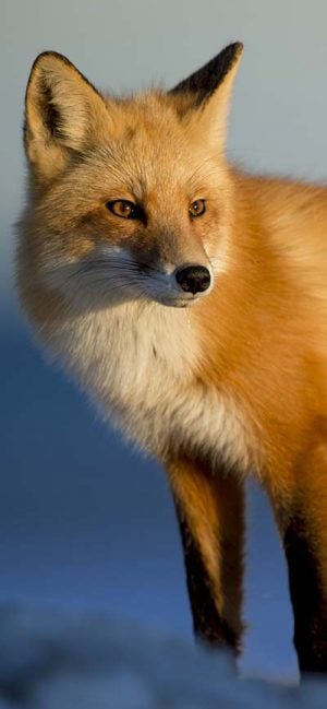 30 Stunning Fox iPhone 13 Pro Max Wallpapers - Designbolts